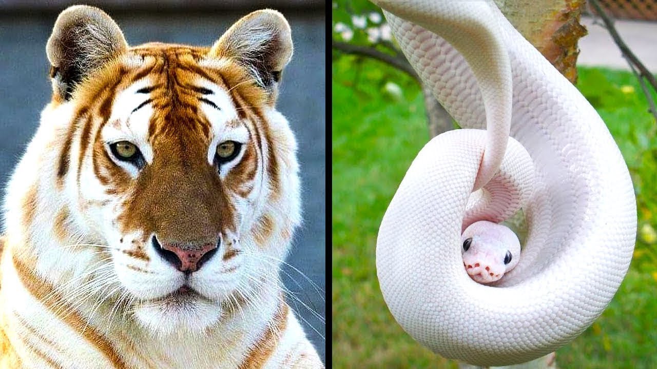 Top 10 Animales Más Raros del Mundo: Descubre Criaturas Únicas y ...